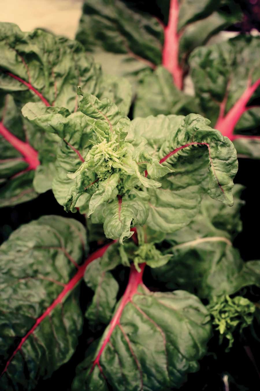 Greening Detroit: Spirit of Hope Urban Farm Brings Bounty to the Motor ...